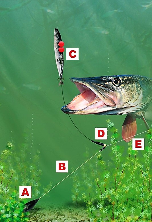 Top 5 tips for Autumn Winter Pike fishing